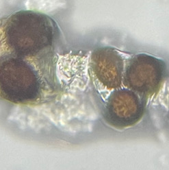 Litherland's Truffles, Winter Black Truffles Hawke's Bay