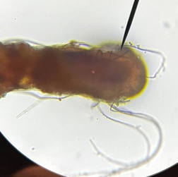 Litherland's Truffles, Winter Black Truffles Hawke's Bay