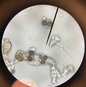 Litherland's Truffles, Winter Black Truffles Hawke's Bay