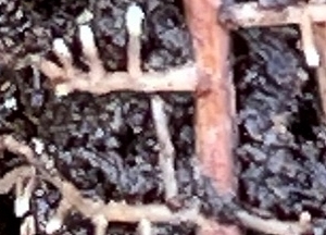 Litherland's Truffles, Winter Black Truffles Hawke's Bay